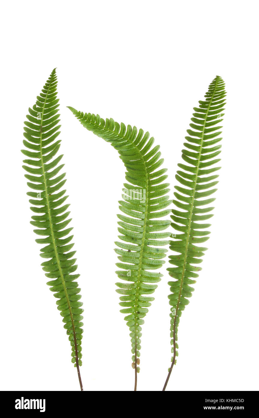 Three fern fronds isolated against white Stock Photo - Alamy