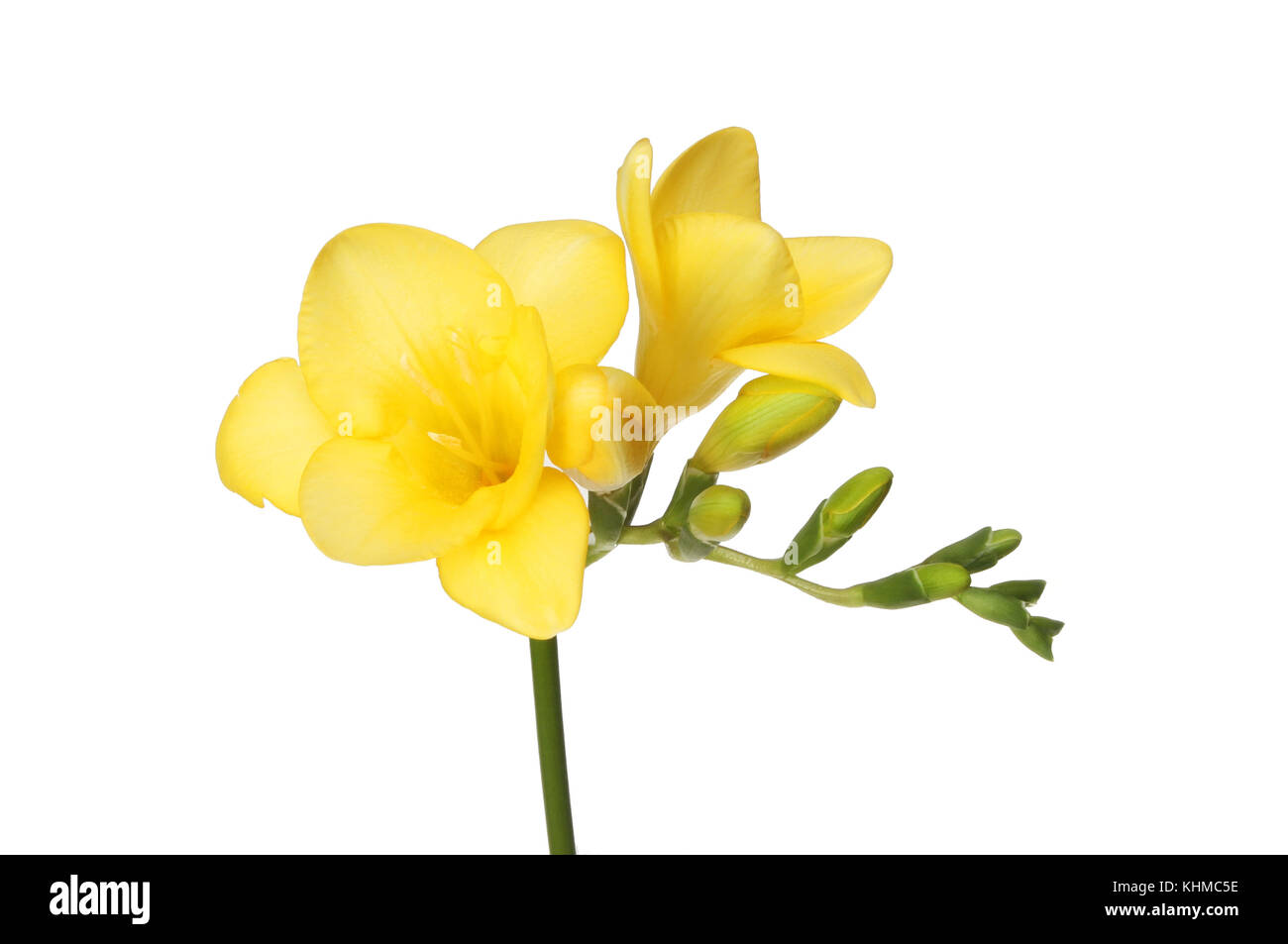 Yellow freesia flowers and buds isolated against white Stock Photo - Alamy