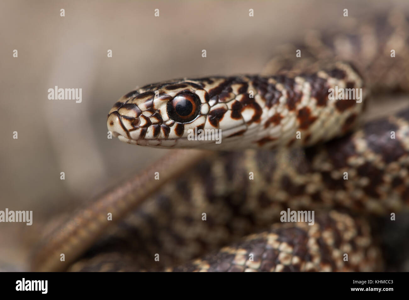 A hatchling Eastern Yellow-bellied Racer (Coluber constrictor ...