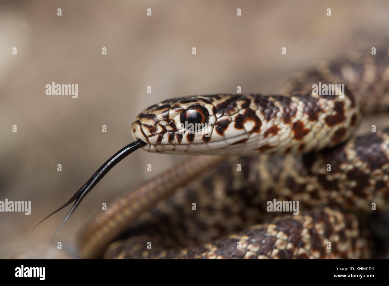 Coluber constrictor flaviventris hi-res stock photography and images ...