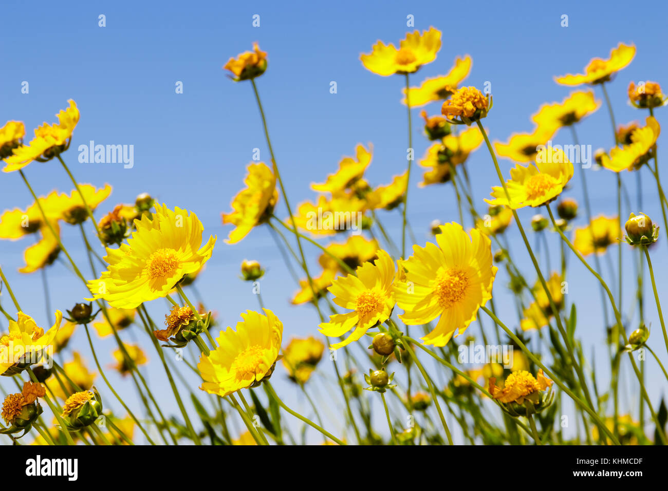 Yellow Namakwaland Daisy (Karoo Stock Photo - Alamy