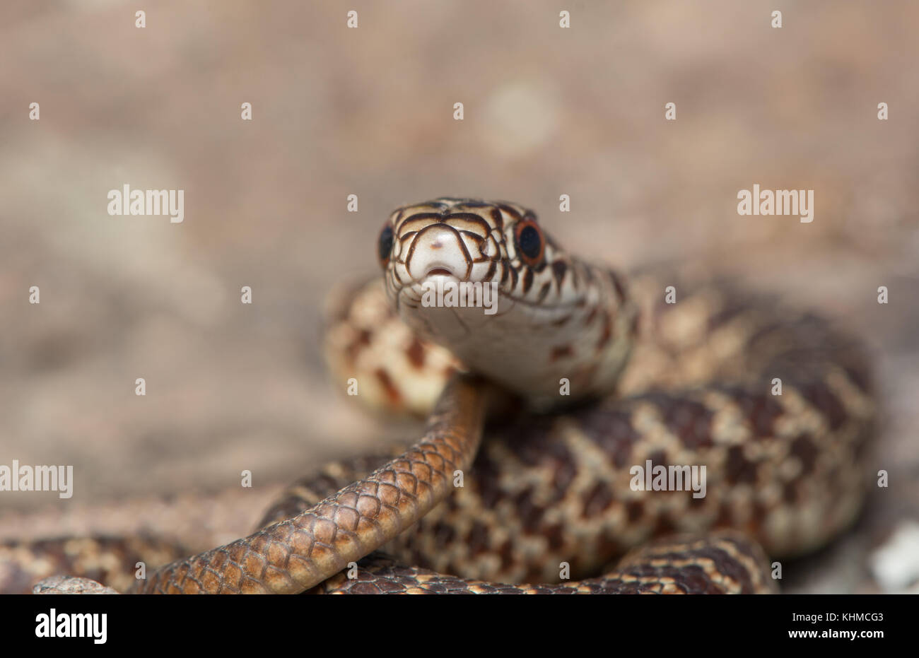 A hatchling Eastern Yellow-bellied Racer (Coluber constrictor ...
