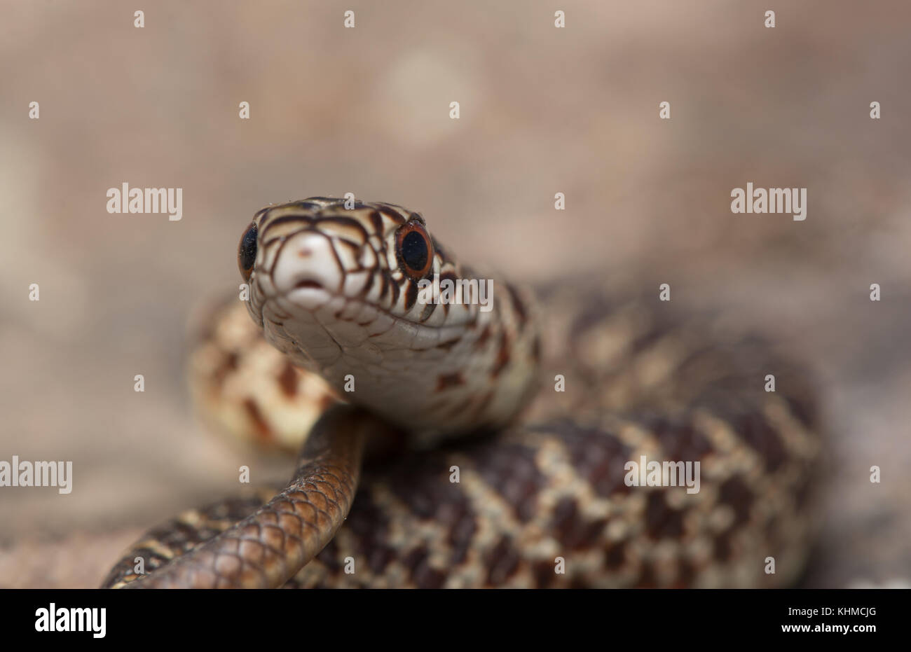 A hatchling Eastern Yellow-bellied Racer (Coluber constrictor ...