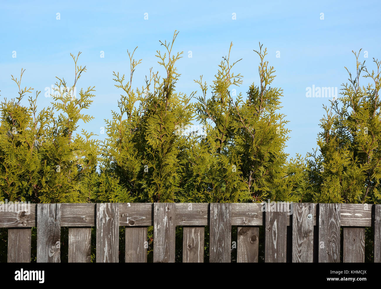 Thuja and wooden fence Stock Photo - Alamy