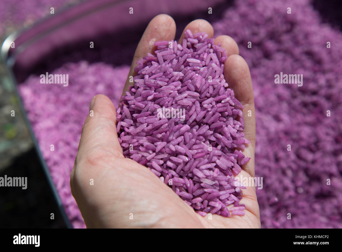 Colorful backdrop blue rice grains outdoor sunshine Stock Photo - Alamy