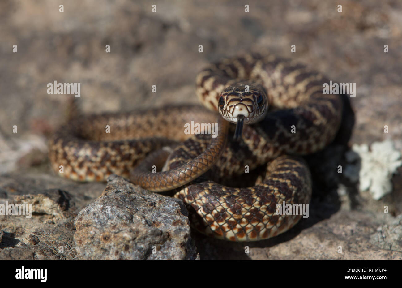 A hatchling Eastern Yellow-bellied Racer (Coluber constrictor ...