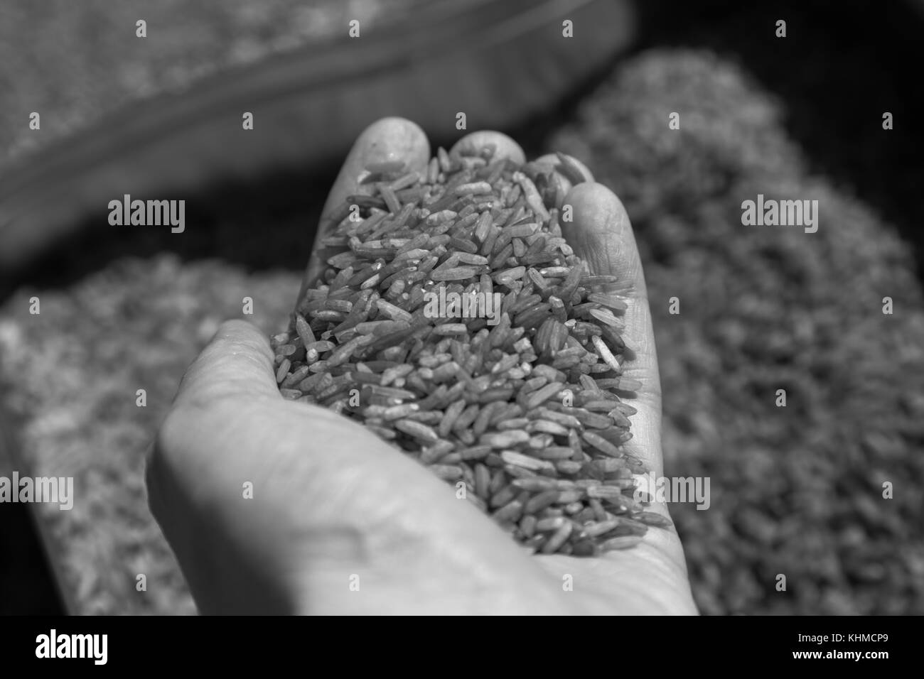 Close up raw rice seed female hand background Stock Photo - Alamy