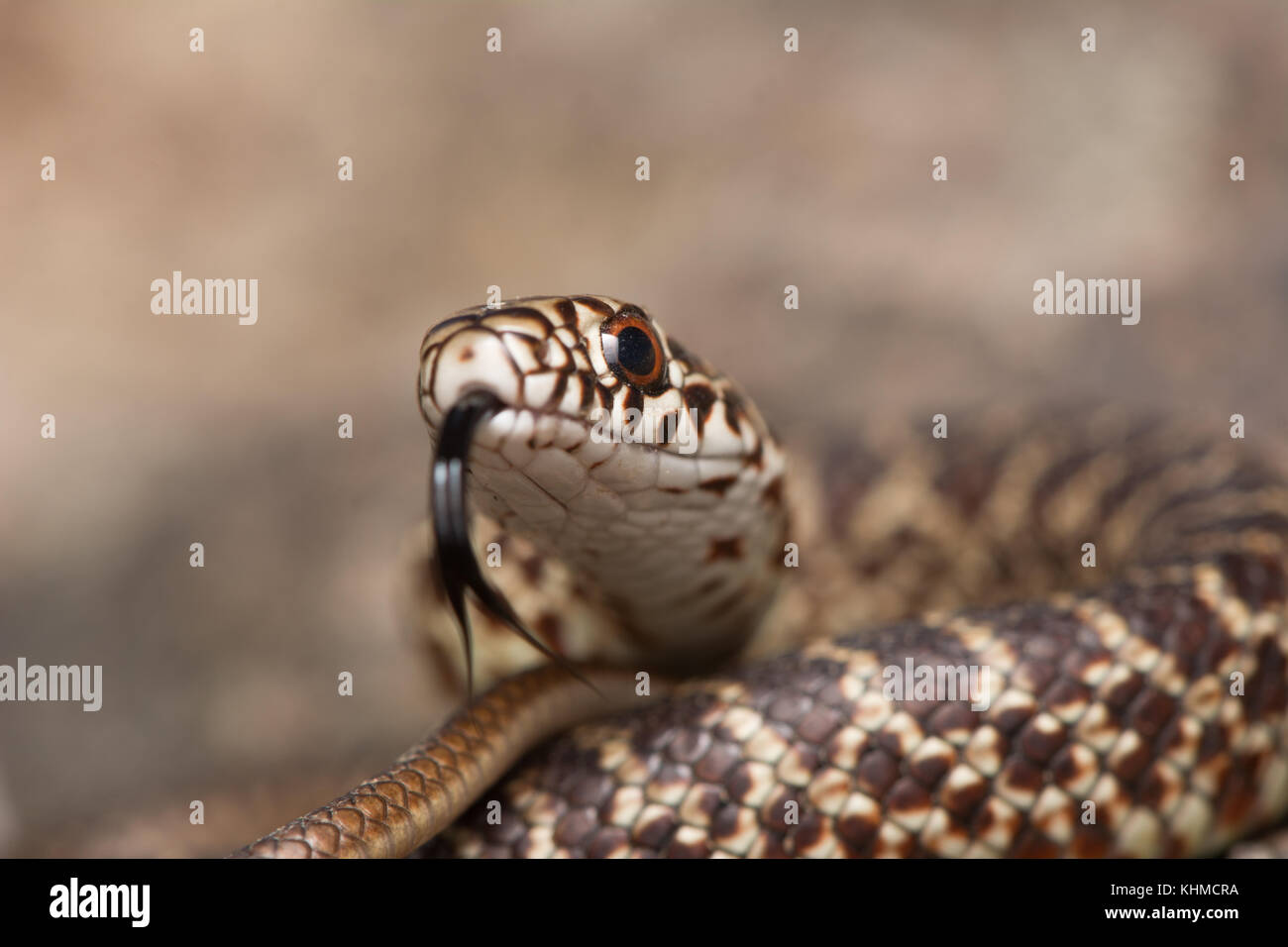 A hatchling Eastern Yellow-bellied Racer (Coluber constrictor ...