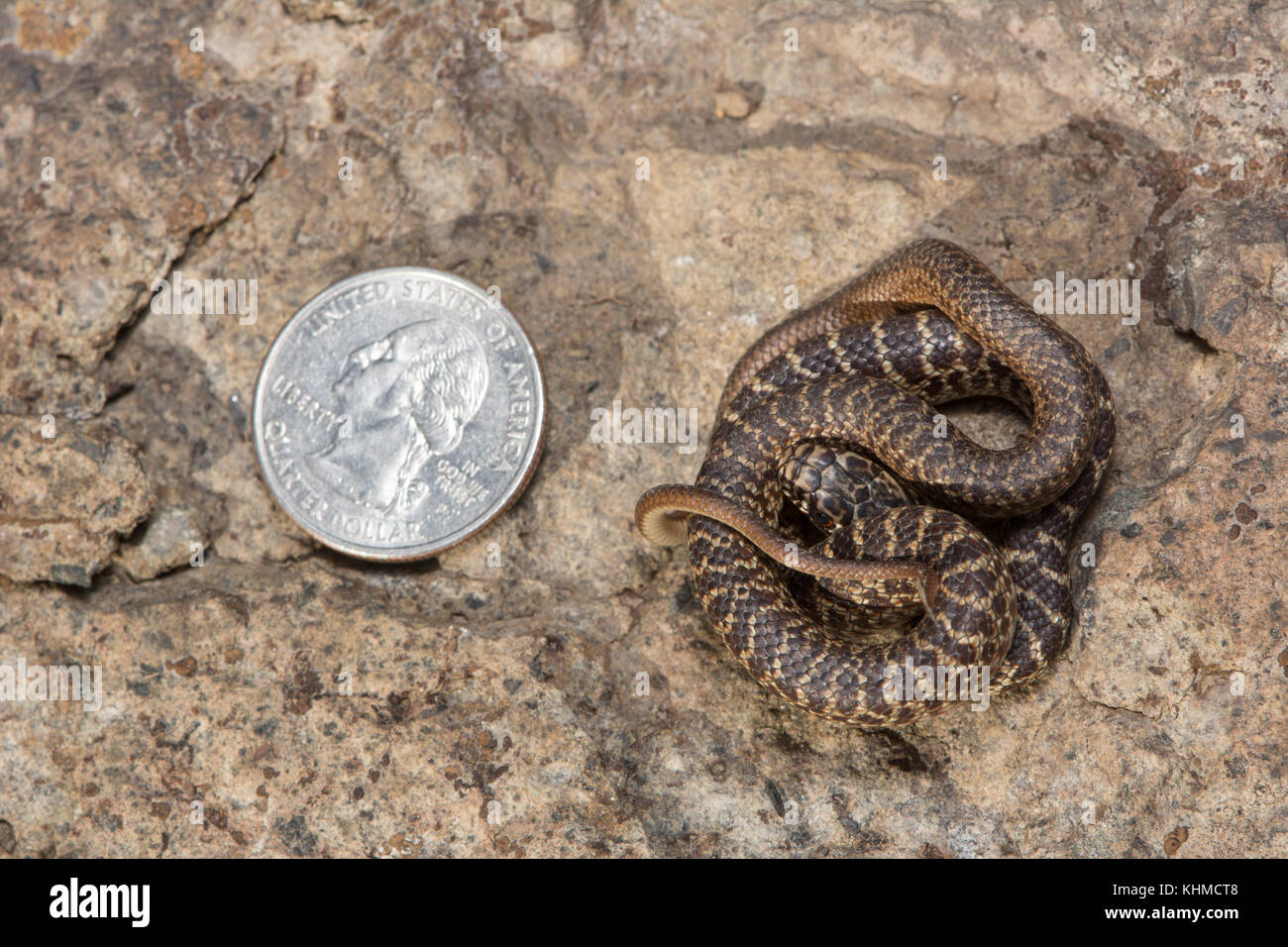 A hatchling Eastern Yellow-bellied Racer (Coluber constrictor ...