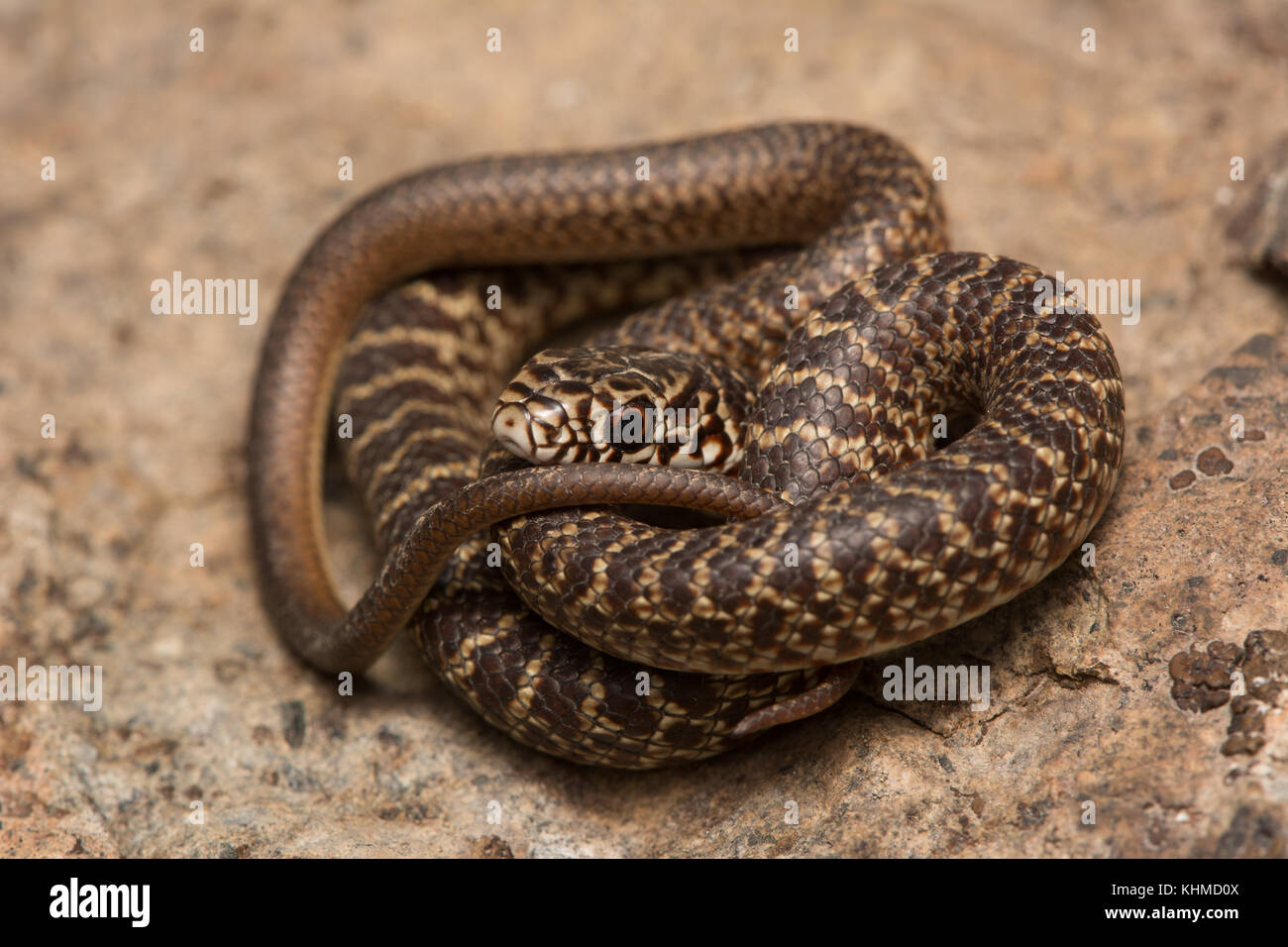 A hatchling Eastern Yellow-bellied Racer (Coluber constrictor ...