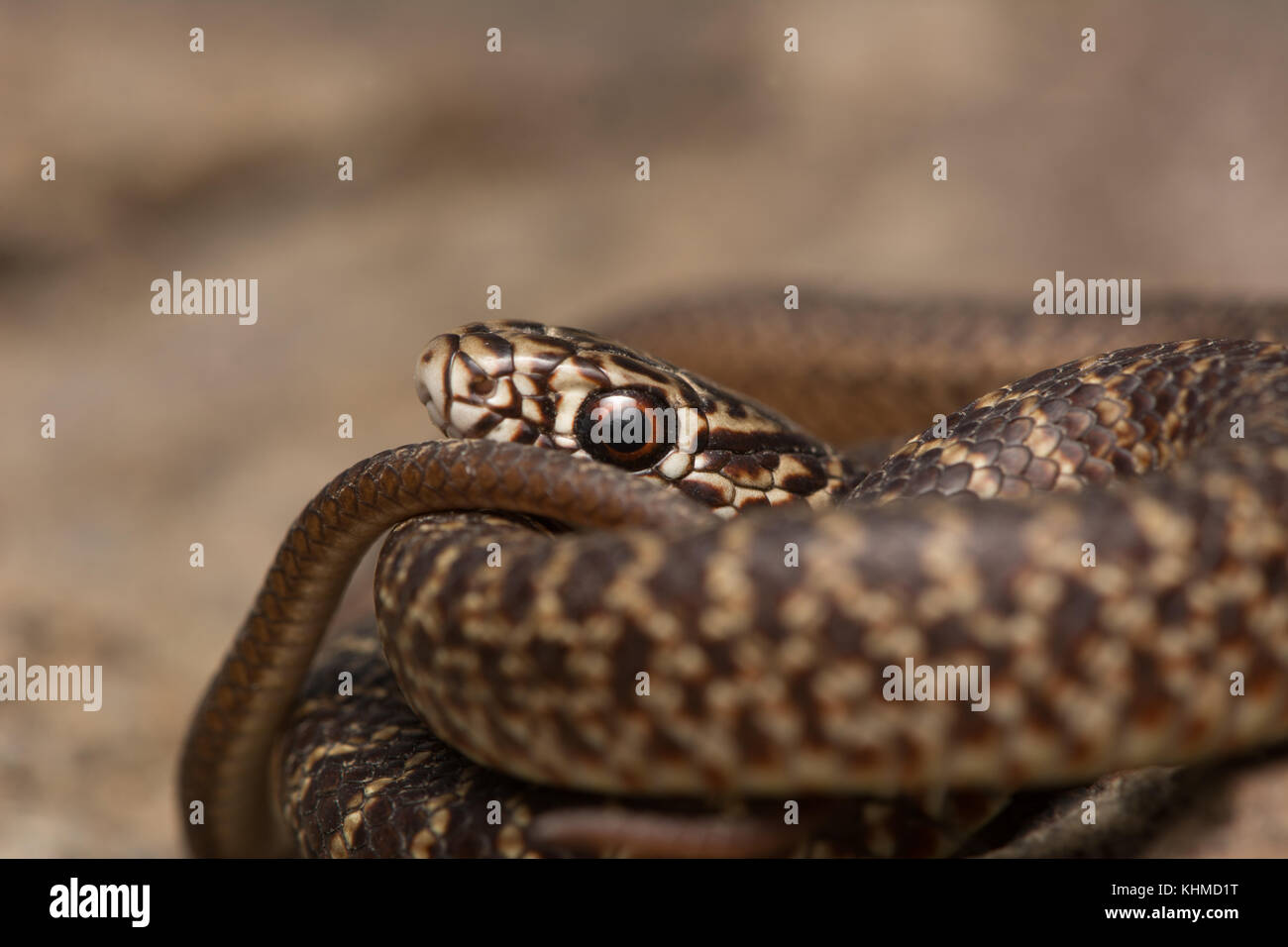 A hatchling Eastern Yellow-bellied Racer (Coluber constrictor ...