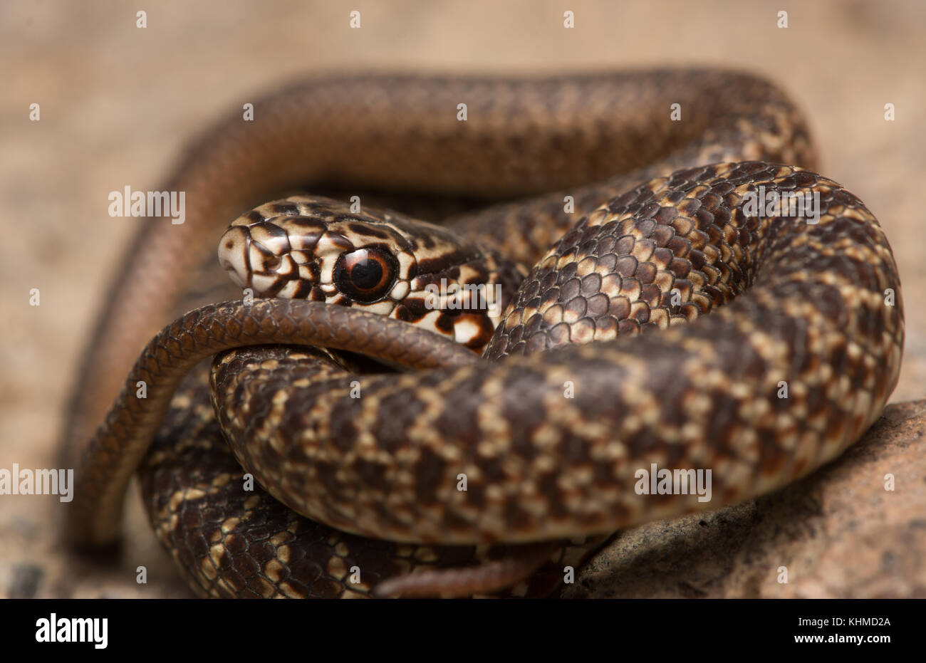 A hatchling Eastern Yellow-bellied Racer (Coluber constrictor ...