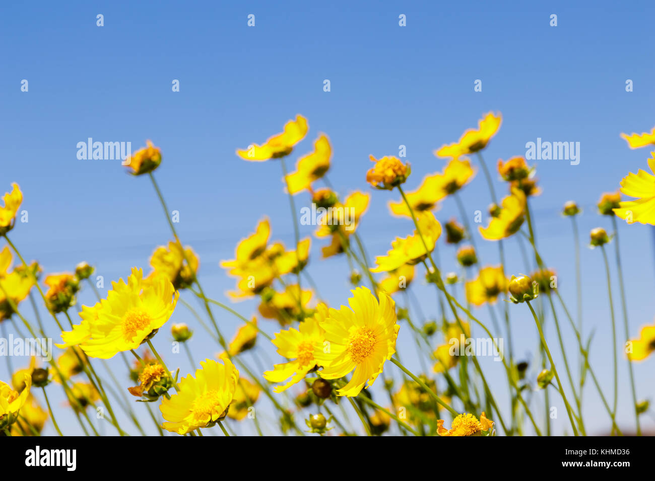 Yellow Namakwaland Daisy (Karoo Stock Photo - Alamy