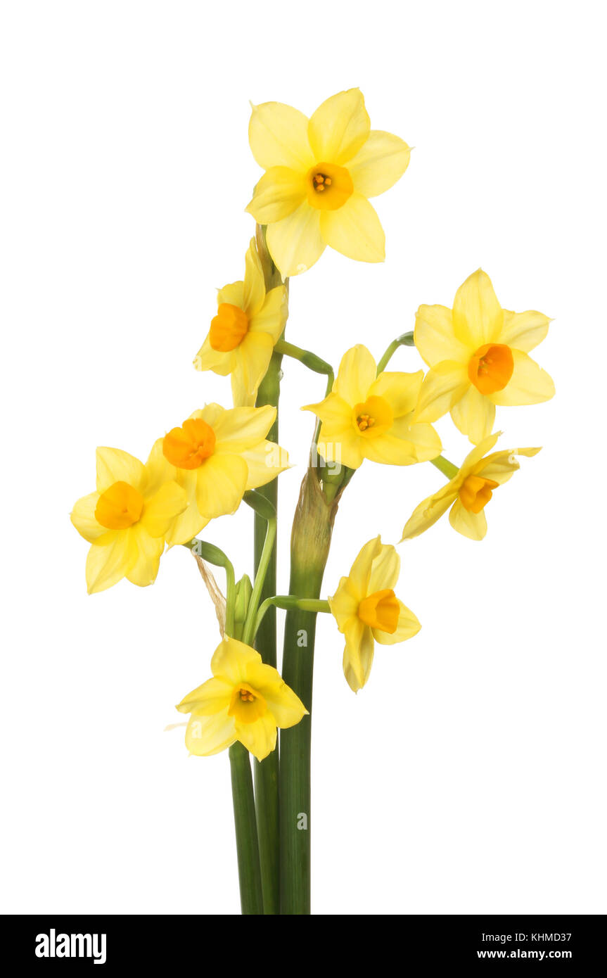 Multi headed bloom hi-res stock photography and images - Alamy