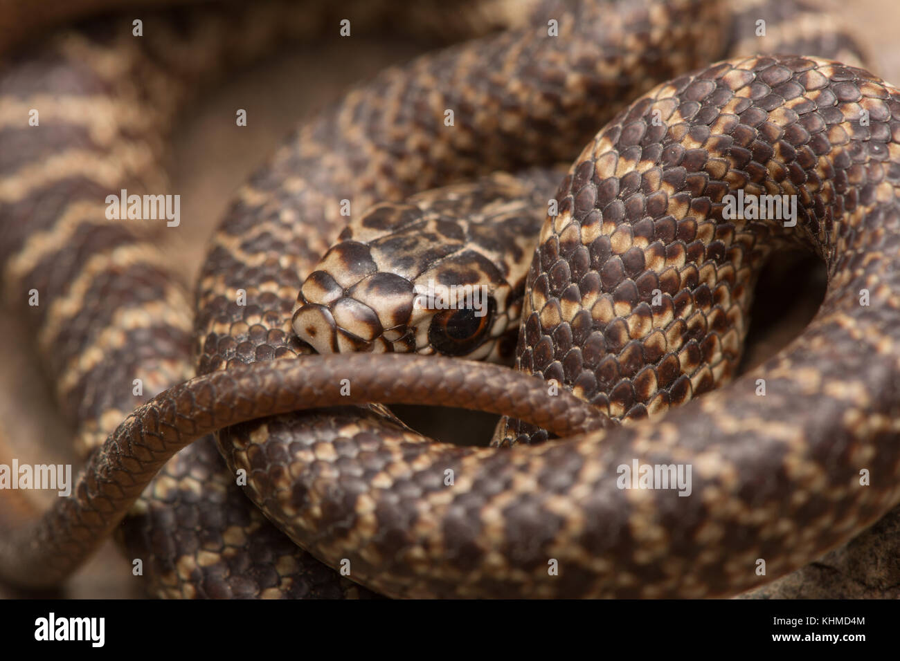 A hatchling Eastern Yellow-bellied Racer (Coluber constrictor ...