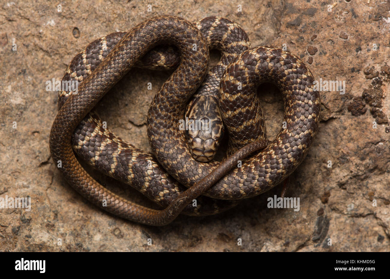 A hatchling Eastern Yellow-bellied Racer (Coluber constrictor ...