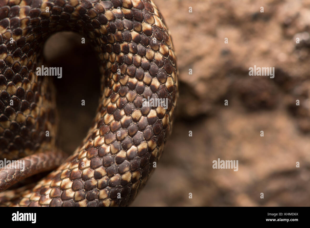 A hatchling Eastern Yellow-bellied Racer (Coluber constrictor ...