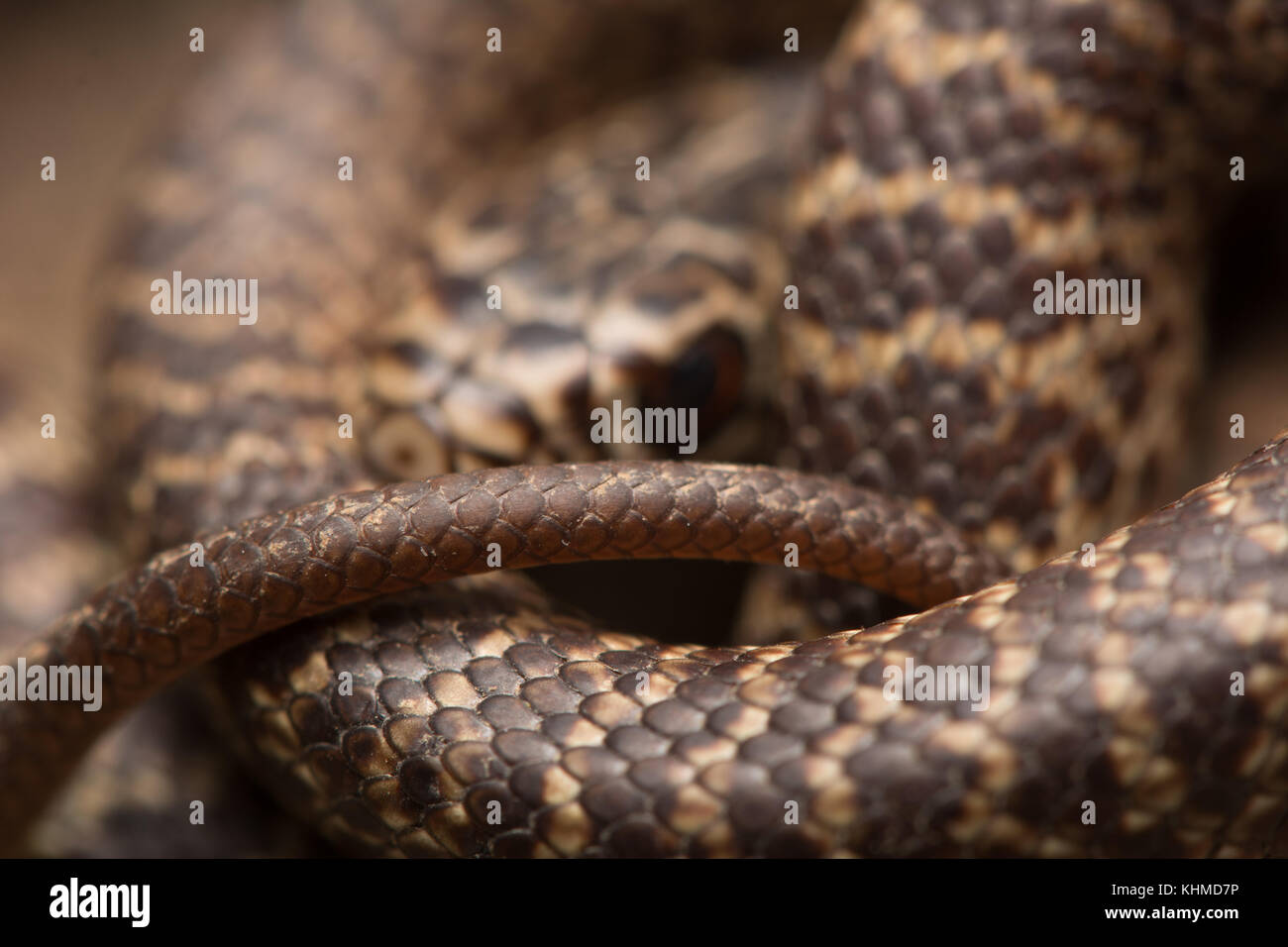 A hatchling Eastern Yellow-bellied Racer (Coluber constrictor ...