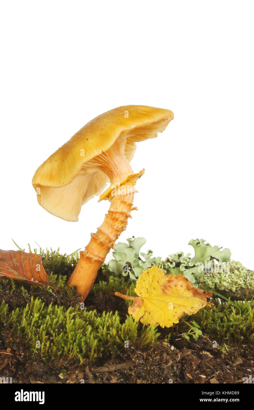 Yellow toadstool growing in moss and leaf litter against a white ...
