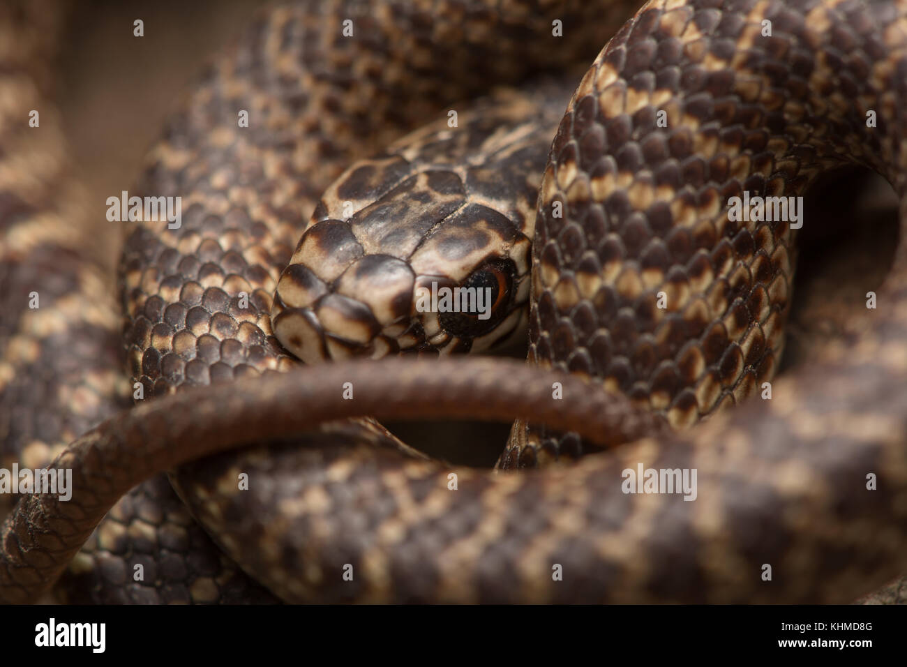A hatchling Eastern Yellow-bellied Racer (Coluber constrictor ...