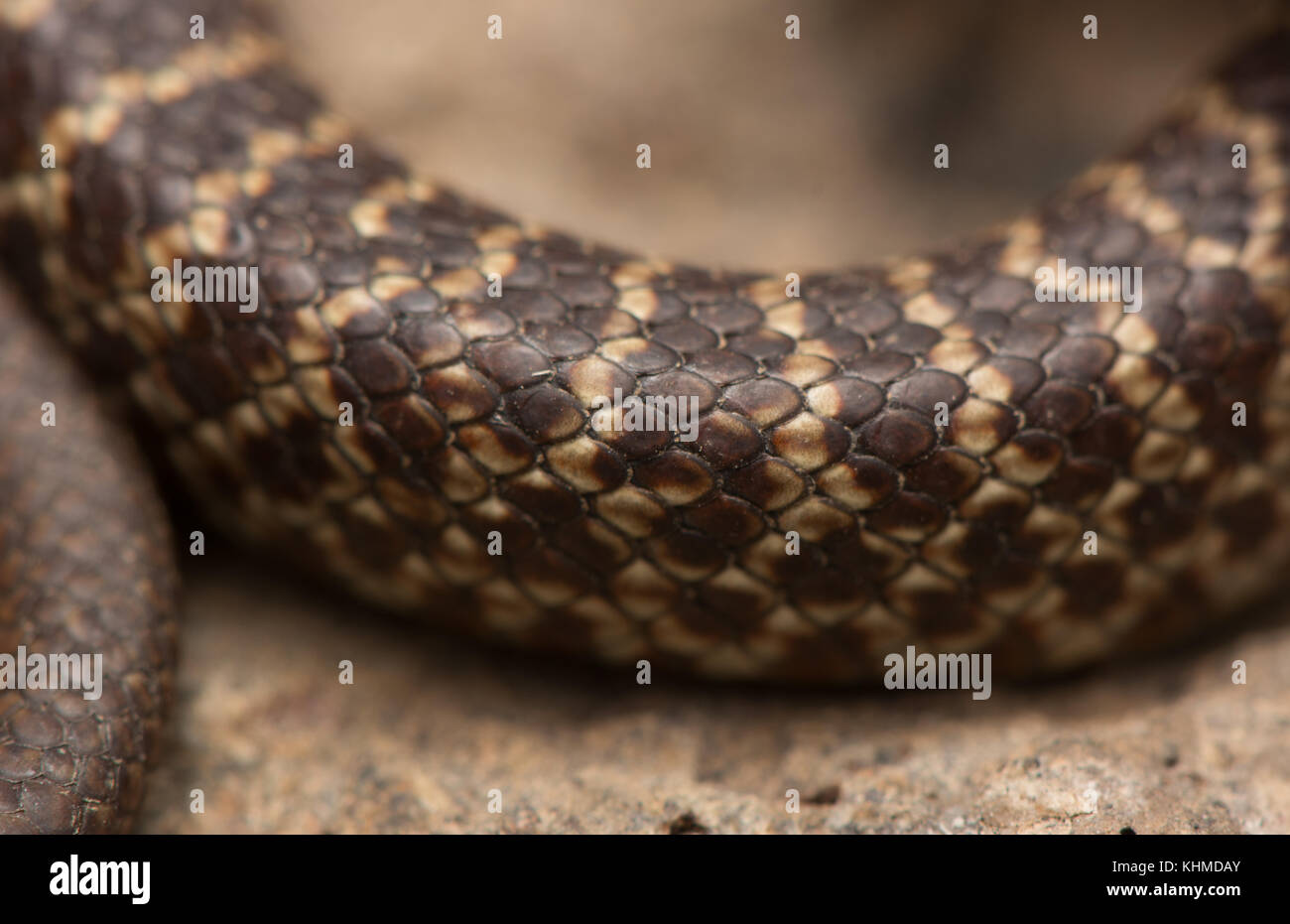 A hatchling Eastern Yellow-bellied Racer (Coluber constrictor ...