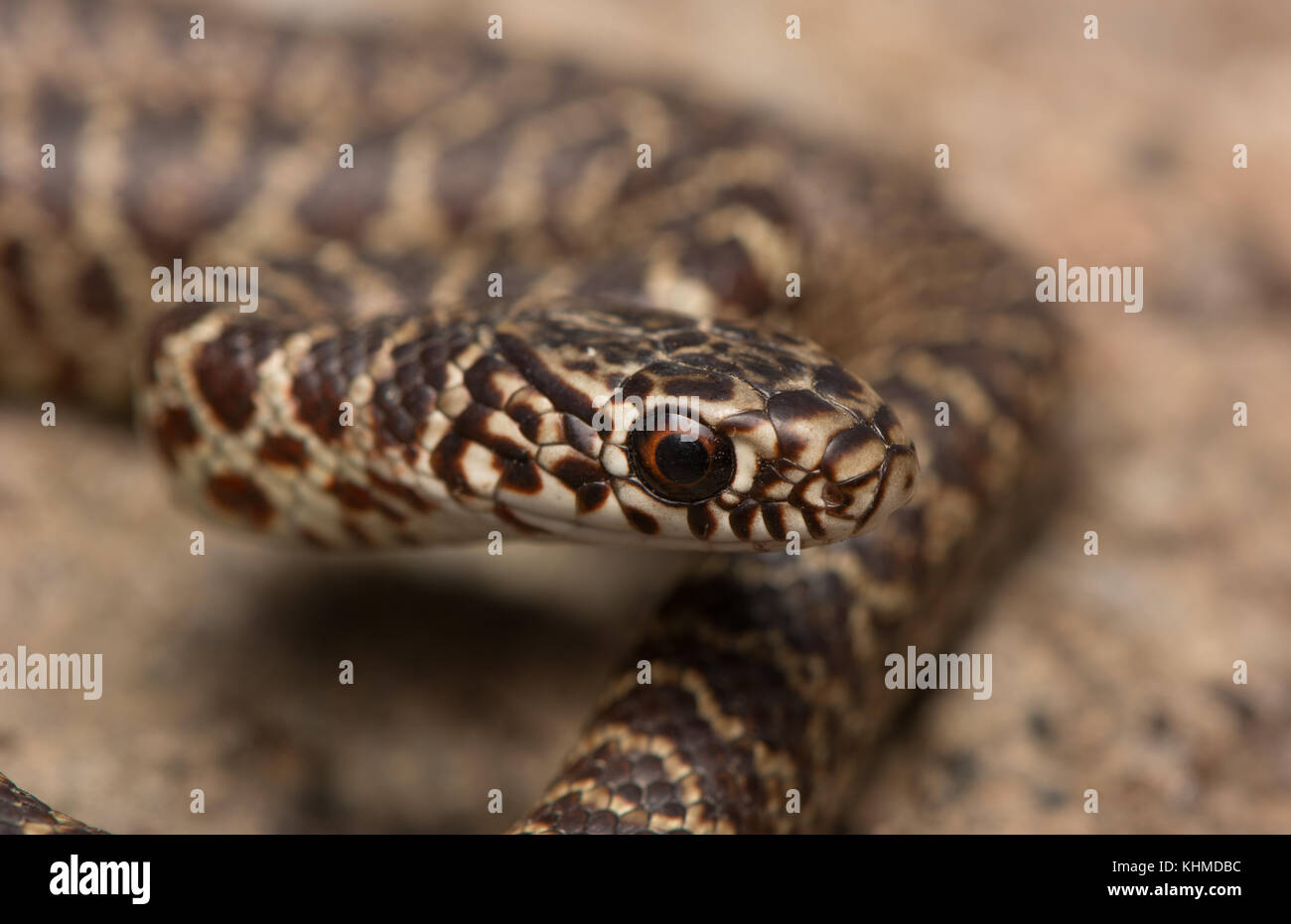 A hatchling Eastern Yellow-bellied Racer (Coluber constrictor ...