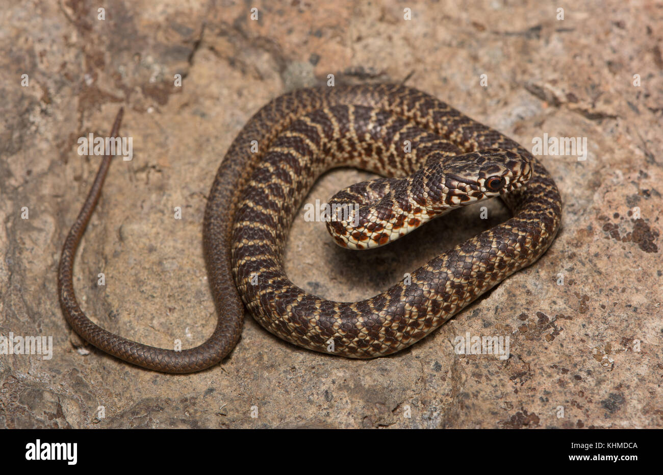 A hatchling Eastern Yellow-bellied Racer (Coluber constrictor ...