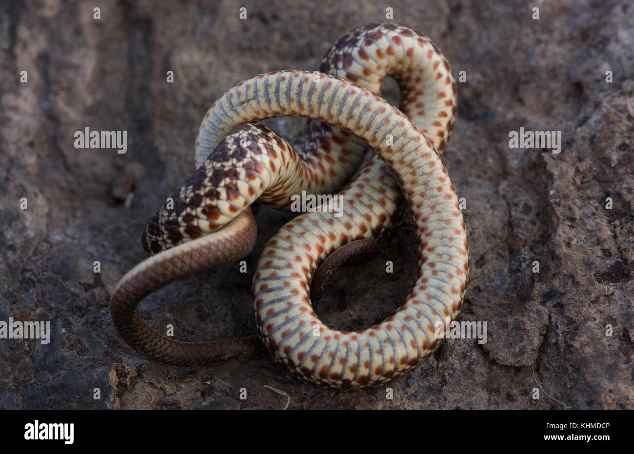 A hatchling Eastern Yellow-bellied Racer (Coluber constrictor ...