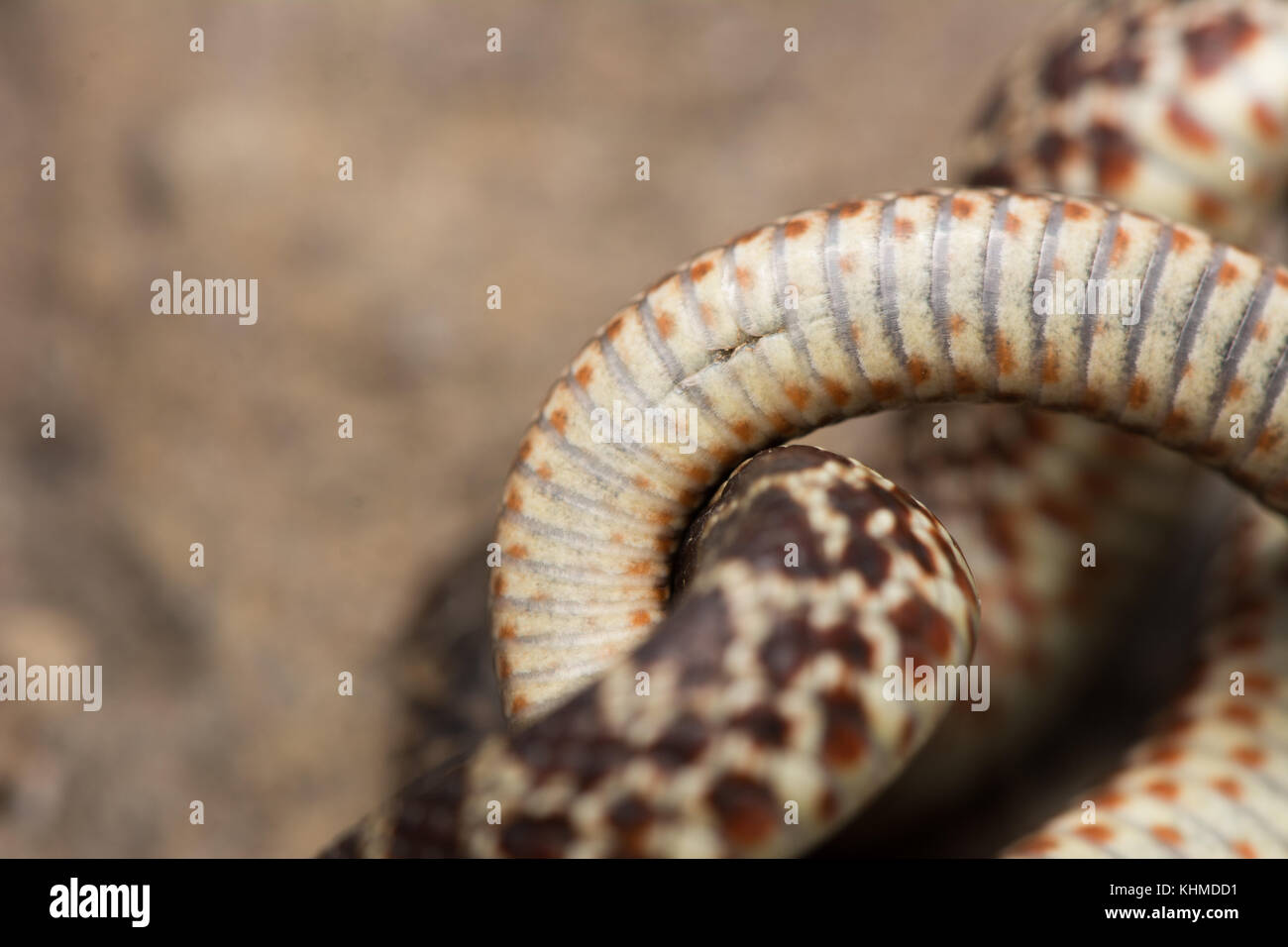 A hatchling Eastern Yellow-bellied Racer (Coluber constrictor ...