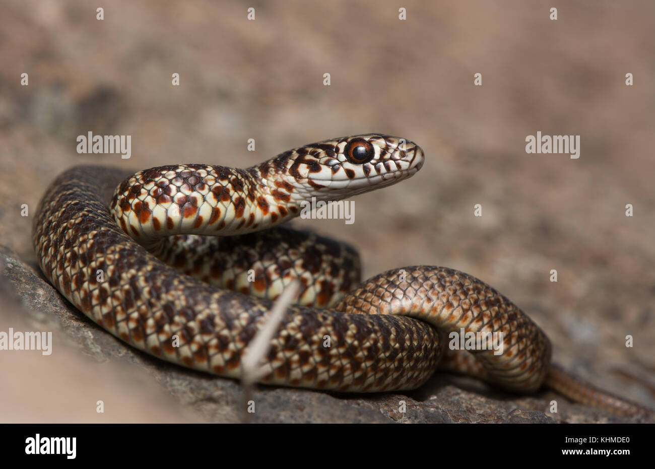 A hatchling Eastern Yellow-bellied Racer (Coluber constrictor ...