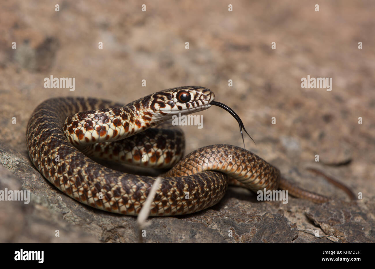 A hatchling Eastern Yellow-bellied Racer (Coluber constrictor ...