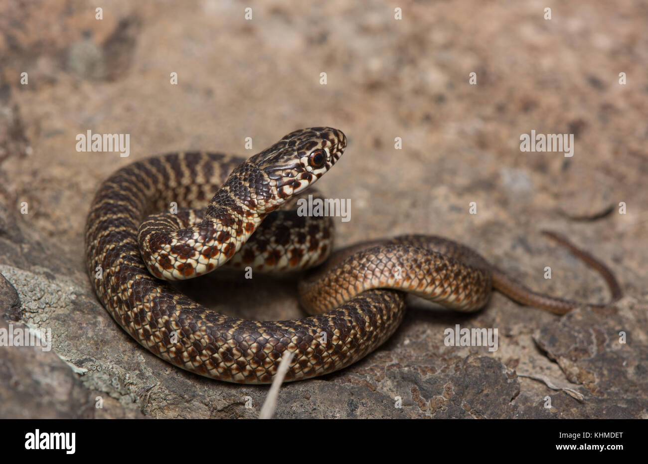 A hatchling Eastern Yellow-bellied Racer (Coluber constrictor ...
