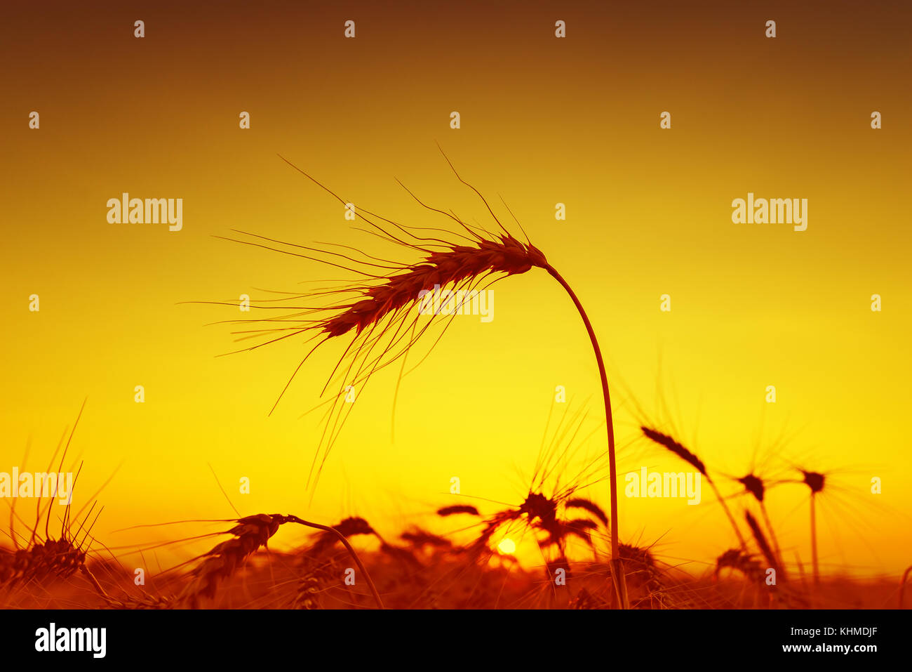 Grain field in summer hi-res stock photography and images - Alamy