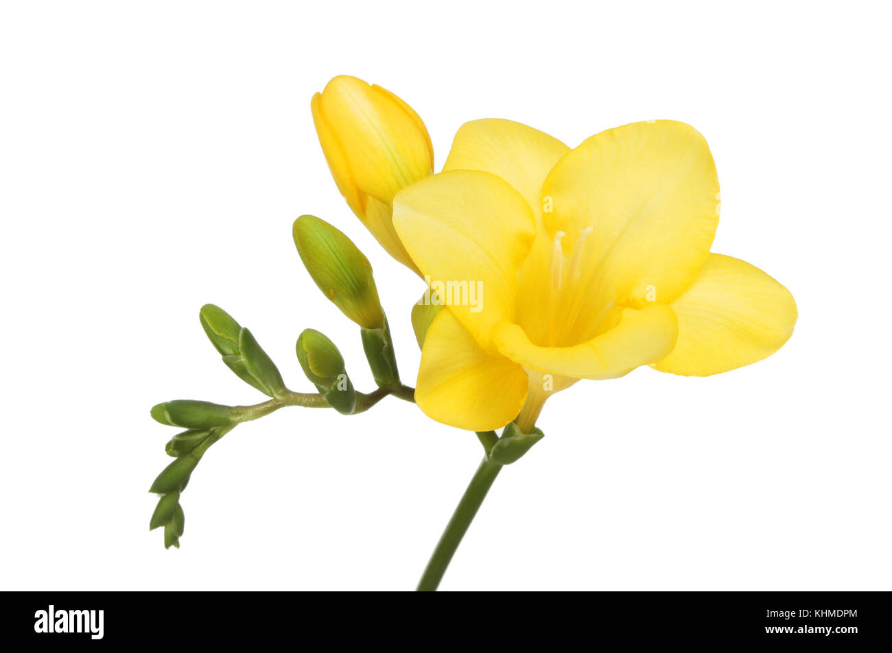 Freesia flower hi-res stock photography and images - Alamy