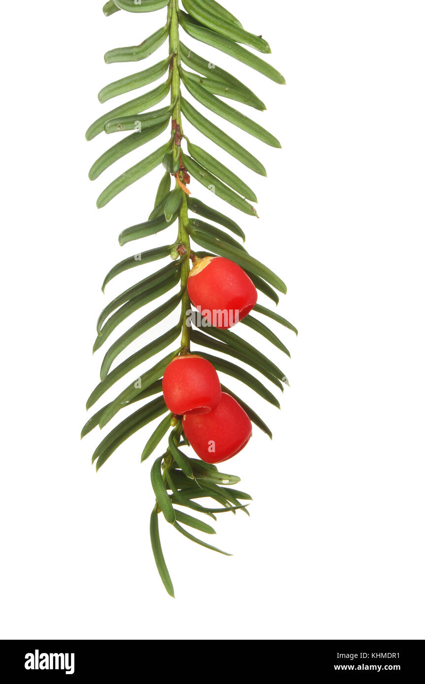 Closeup of common yew, Taxus baccata, foliage fruit and seed isolated ...