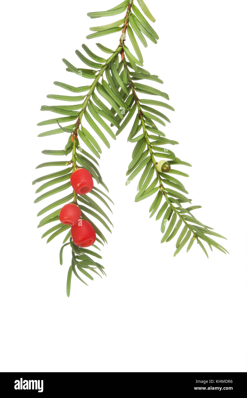 Common yew, Taxus baccata, foliage fruit and seed isolated against ...