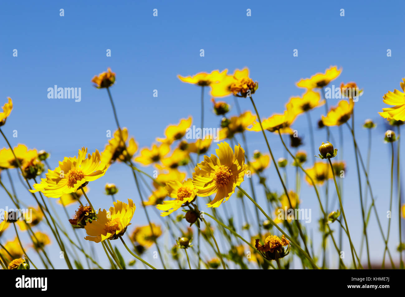 Yellow Namakwaland Daisy (Karoo Stock Photo - Alamy