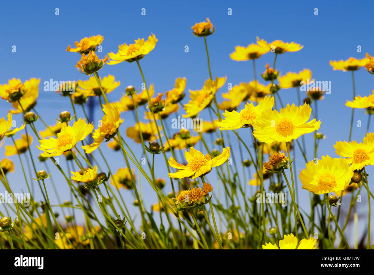 Yellow Namakwaland Daisy (Karoo Stock Photo - Alamy