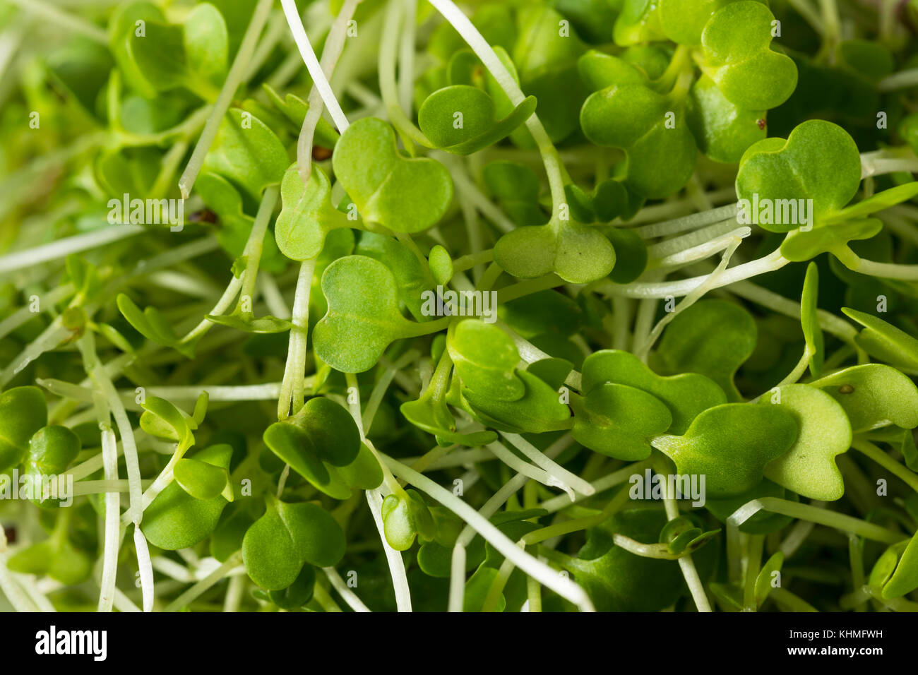 Healthy Raw Organic Microgreens Ready to Use Stock Photo - Alamy