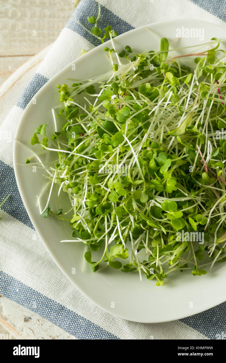 Healthy Raw Organic Microgreens Ready to Use Stock Photo - Alamy