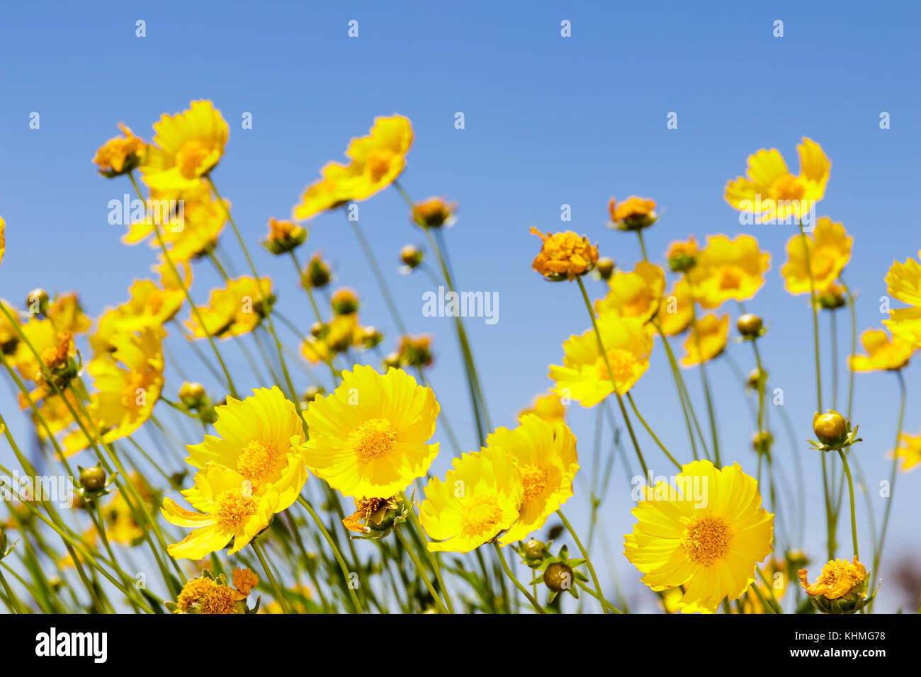 Yellow Namakwaland Daisy (Karoo Stock Photo - Alamy