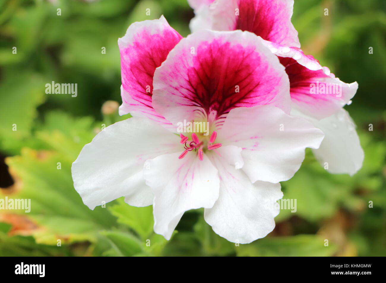 Close-up of pink and white geranium flowers in a garden Stock Photo - Alamy