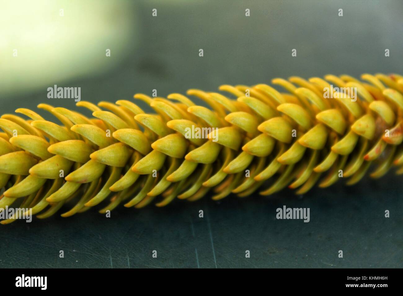 Colorful conifer branch Stock Photo - Alamy