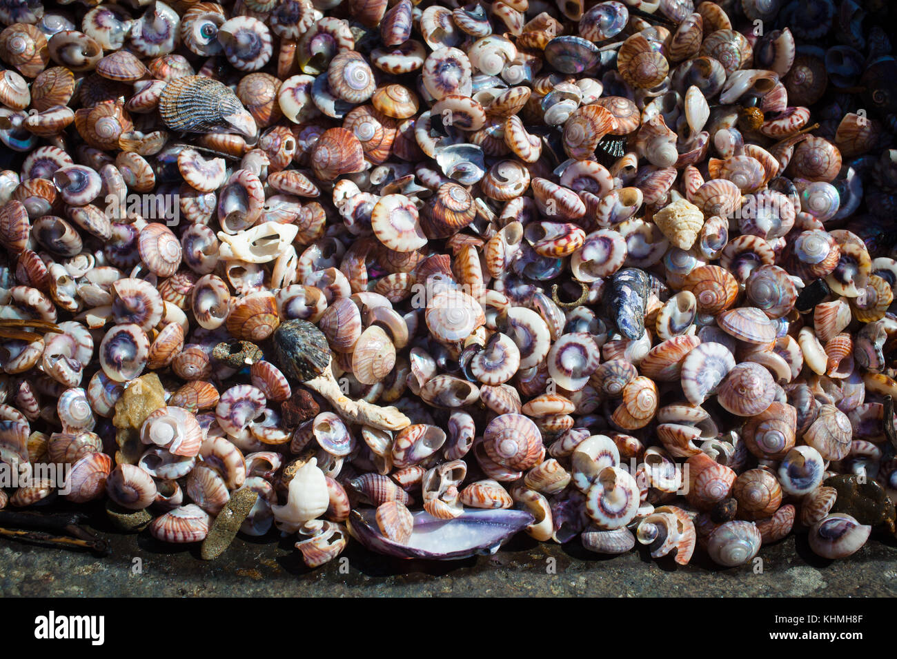 Sights along the beach in a secluded Bay, South Island, New Zealand ...
