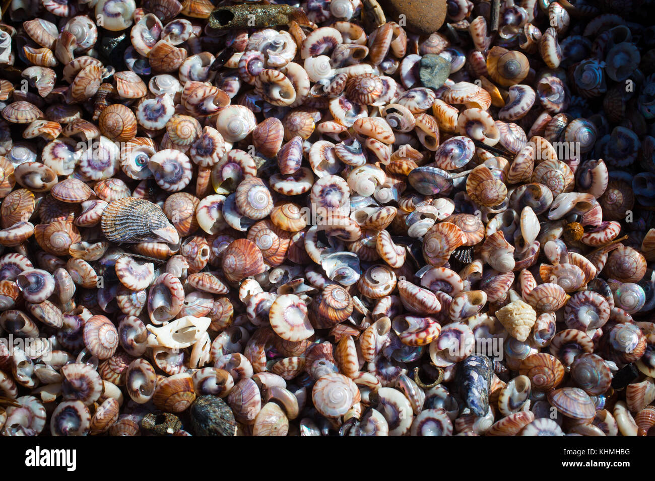 Sights along the beach in a secluded Bay, South Island, New Zealand ...