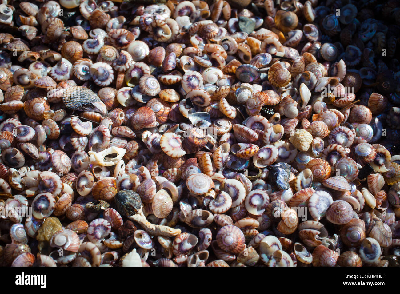 Sights along the beach in a secluded Bay, South Island, New Zealand ...