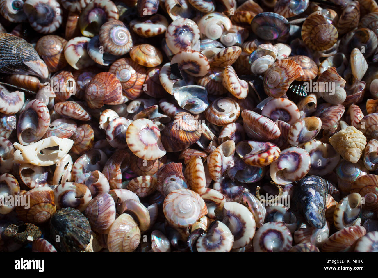 Sights along the beach in a secluded Bay, South Island, New Zealand ...