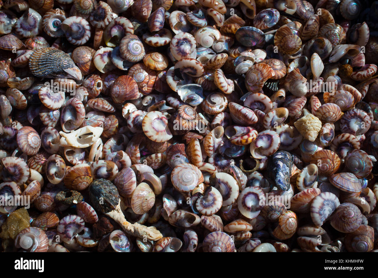 Sights along the beach in a secluded Bay, South Island, New Zealand ...