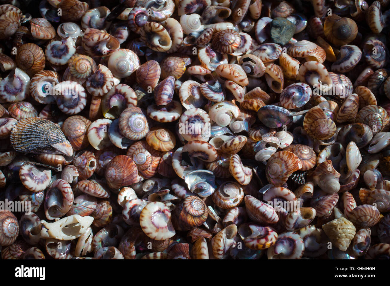 Sights along the beach in a secluded Bay, South Island, New Zealand ...