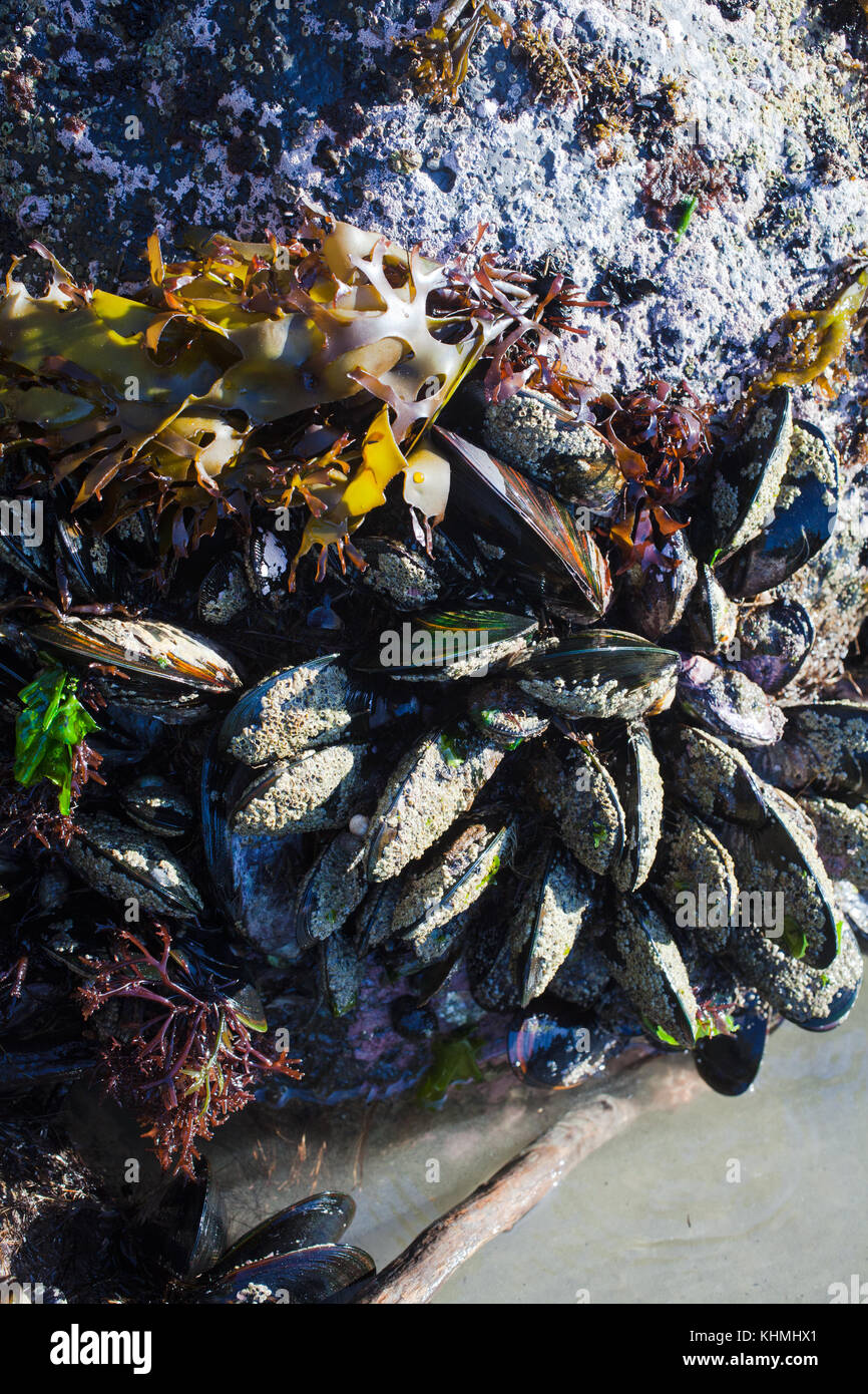 Sights along the beach in a secluded Bay, South Island, New Zealand ...